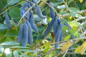 25 Naturally Blue Fruits – Unique, Nutritious & Beautiful!